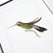 Hummingbird 5 in Emerald Green, Fuchsia & Navy Naturalist Drawing ...
