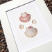 Dusty Pink Scallop Shell Study 1 Archival Print on Watercolor - Etsy