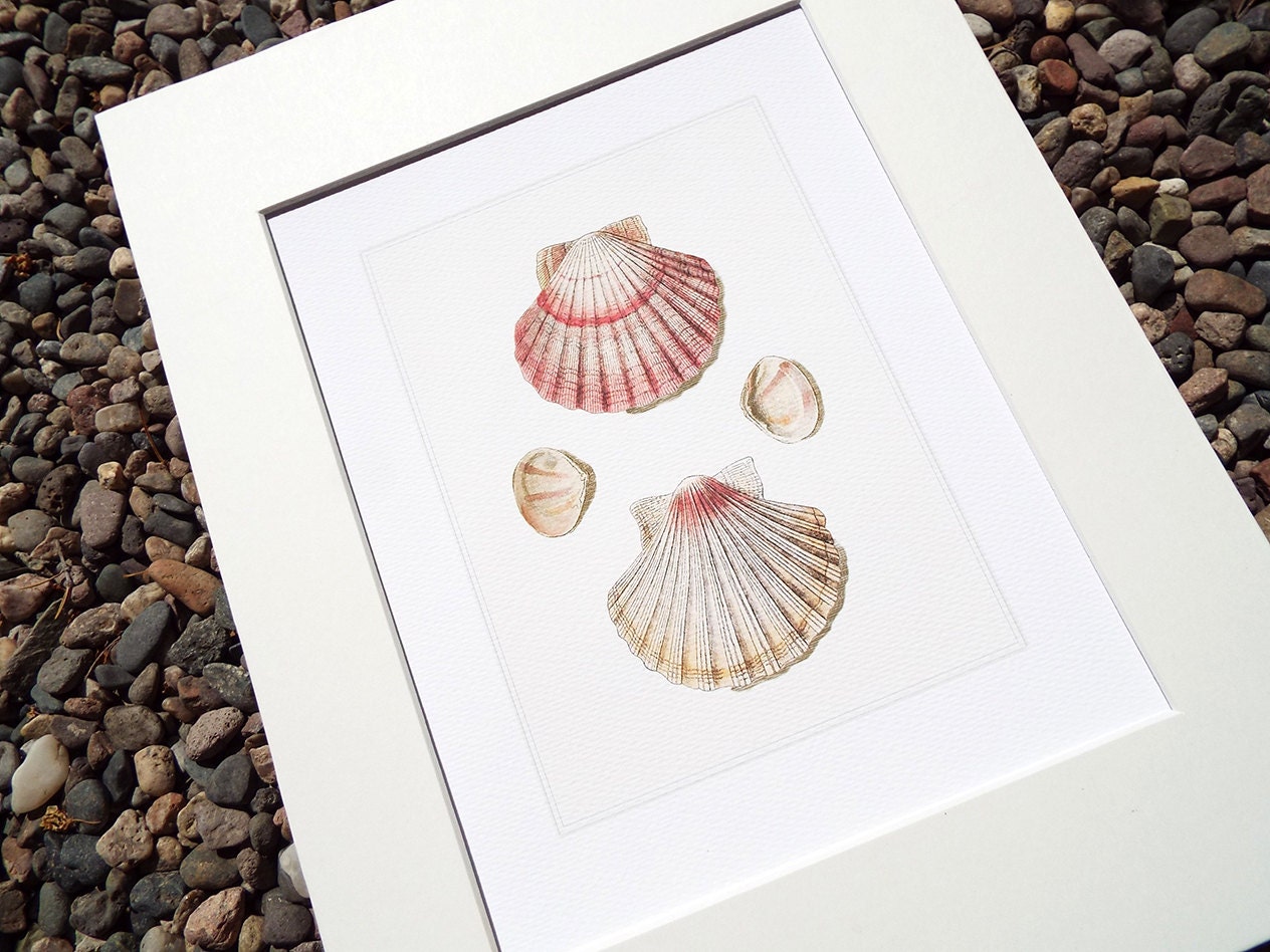Dusty Pink Scallop Shell Study 1 Archival Print on Watercolor - Etsy
