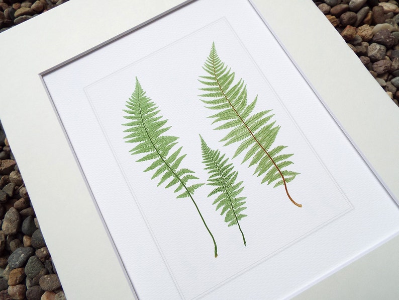 Botanical Fern Print 7 on Watercolor Archival Paper - Etsy