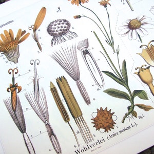 Botanical Educational Chart of Dandelion and Chamomile Archival Print ...