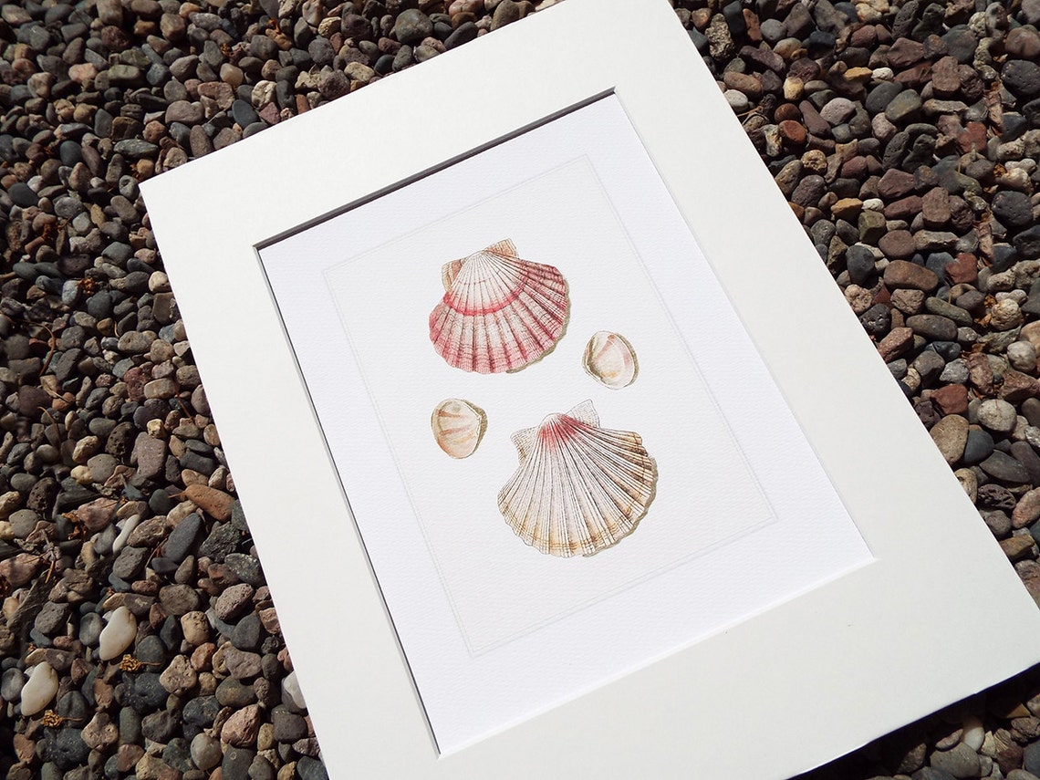 Dusty Pink Scallop Shell Study 1 Archival Print on Watercolor - Etsy