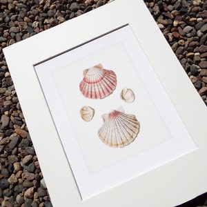 Dusty Pink Scallop Shell Study 1 Archival Print on Watercolor Paper - Etsy