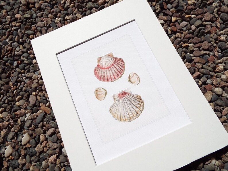 Dusty Pink Scallop Shell Study 1 Archival Print on Watercolor Paper - Etsy