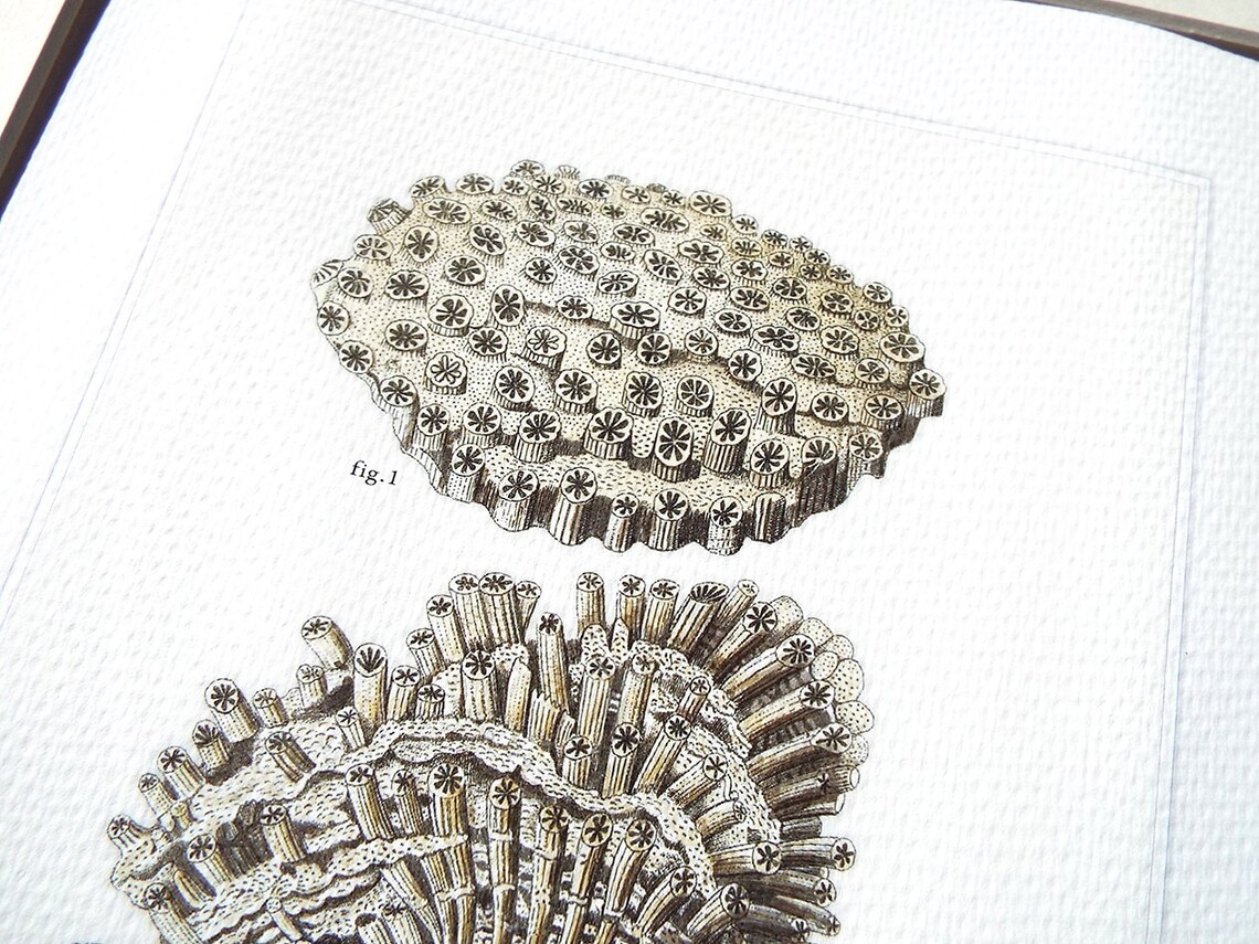 Neutral Sea Coral Print 11 Naturalist Collection on Watercolor Paper - Etsy