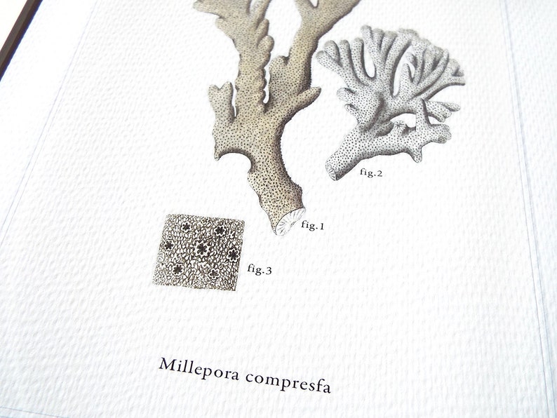 Neutral Sea Coral Print 10 Naturalist Collection on Watercolor - Etsy