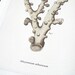 Neutral Sea Coral Print 4 Naturalist Collection on Watercolor Paper - Etsy