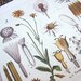 Botanical Educational Chart of Dandelion and Chamomile Archival Print ...