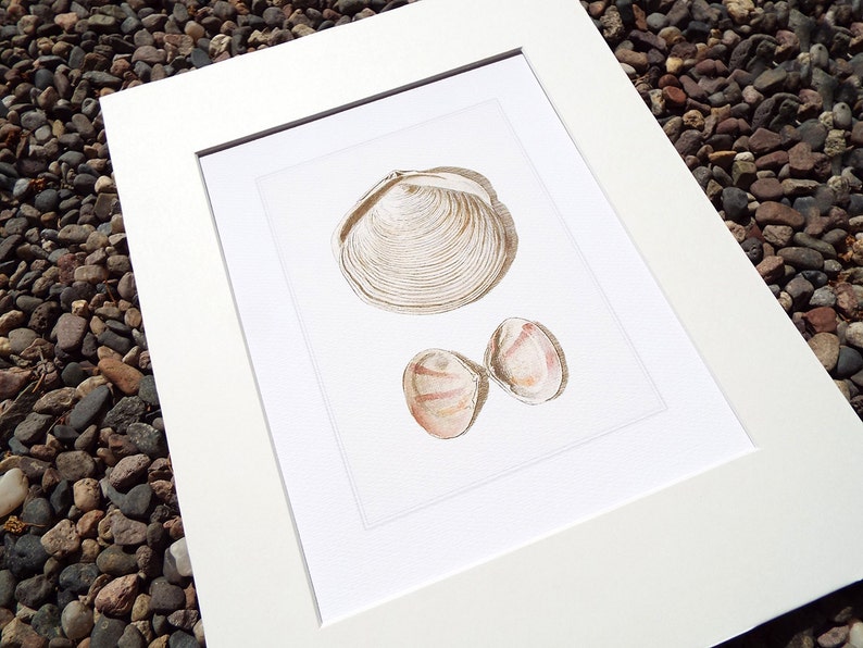 Dusty Pink & White Sea Shell Study 6 Archival Print on | Etsy