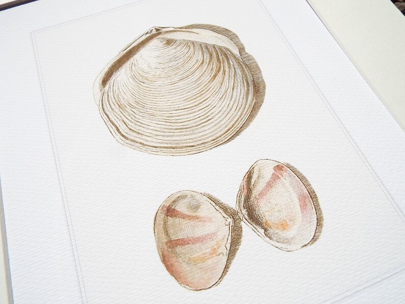 Dusty Pink & White Sea Shell Study 6 Archival Print on | Etsy