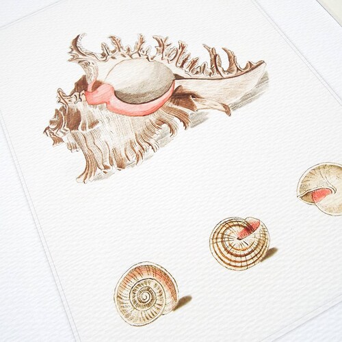 Dusty Pink Scallop Shell Study 1 Archival Print on Watercolor - Etsy
