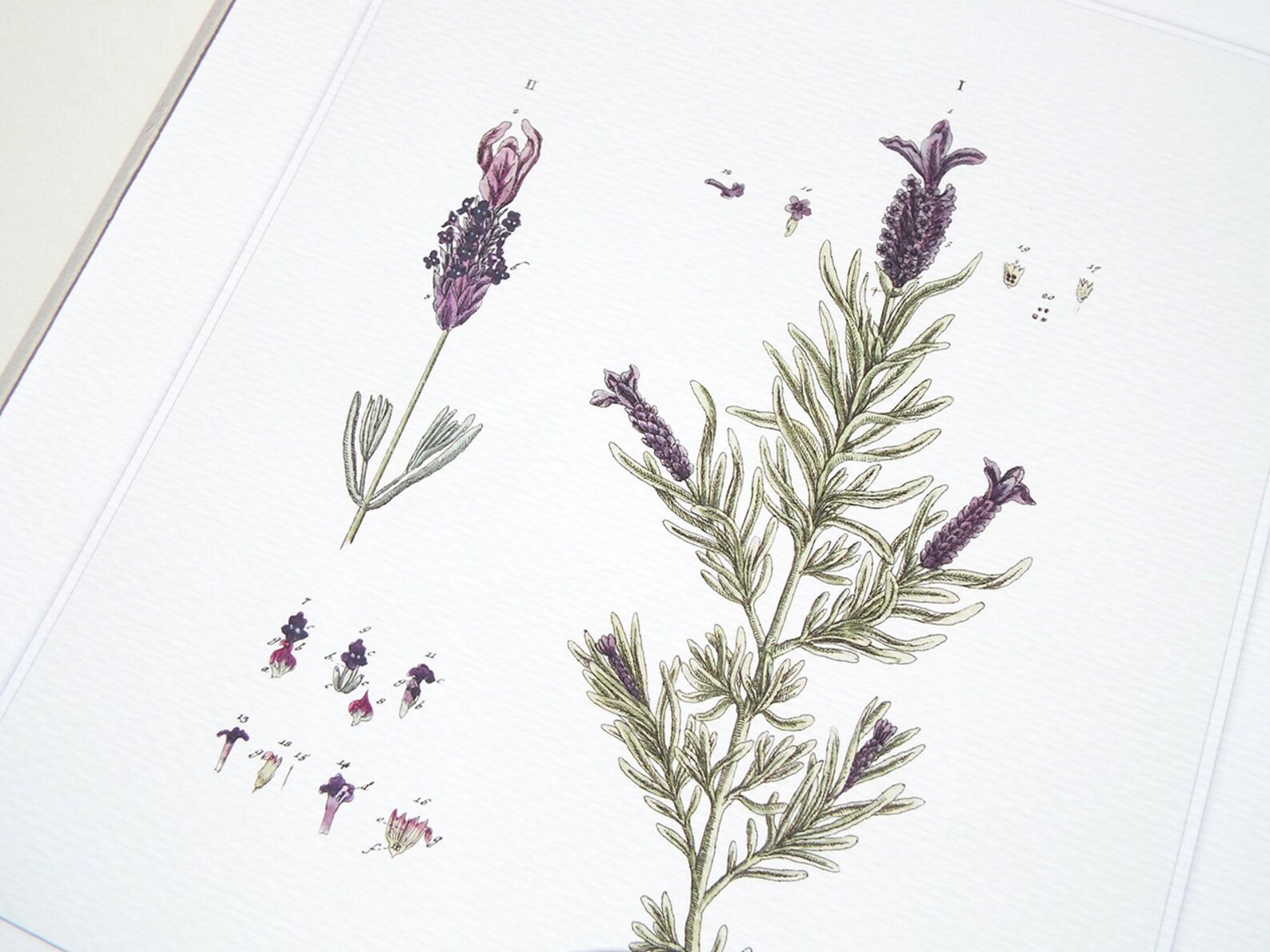 Lavender Herb Botanical Illustration Archival Print on | Etsy