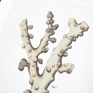 Neutral Sea Coral Print 4 Naturalist Collection on Watercolor Paper - Etsy