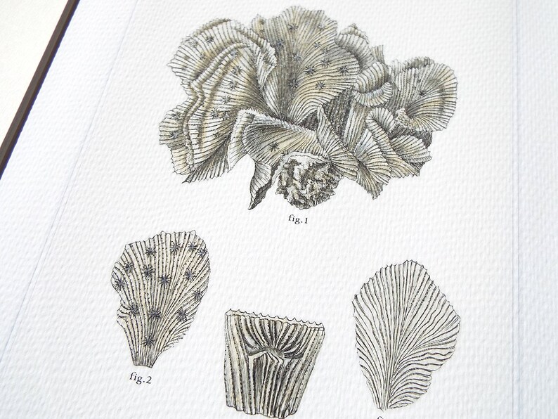 Neutral Sea Coral Print 5 Naturalist Collection on Watercolor Paper - Etsy
