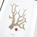 Neutral Sea Coral Print 8 Naturalist Collection on Watercolor Paper - Etsy