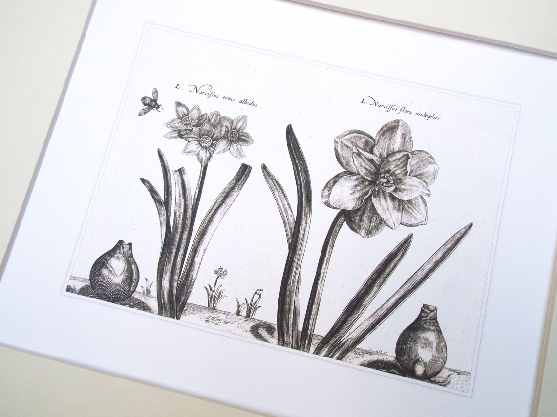 Set of 6 Daffodil Botanical Drawings in Sepia Archival Prints on ...