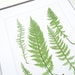 Botanical Fern Print 10 on Watercolor Archival Paper - Etsy