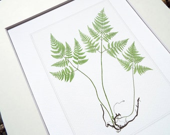 Botanical Fern Print 10 on Watercolor Archival Paper | Etsy