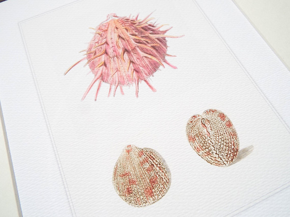 Dusty Pink Spike Clam Sea Shell Study 12 Archival Print on - Etsy