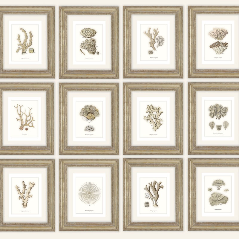 Coral Print - Etsy