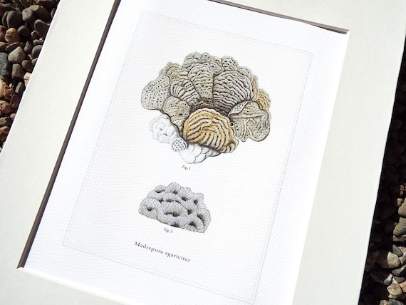 Neutral Sea Coral Print 7 Naturalist Collection on Watercolor | Etsy