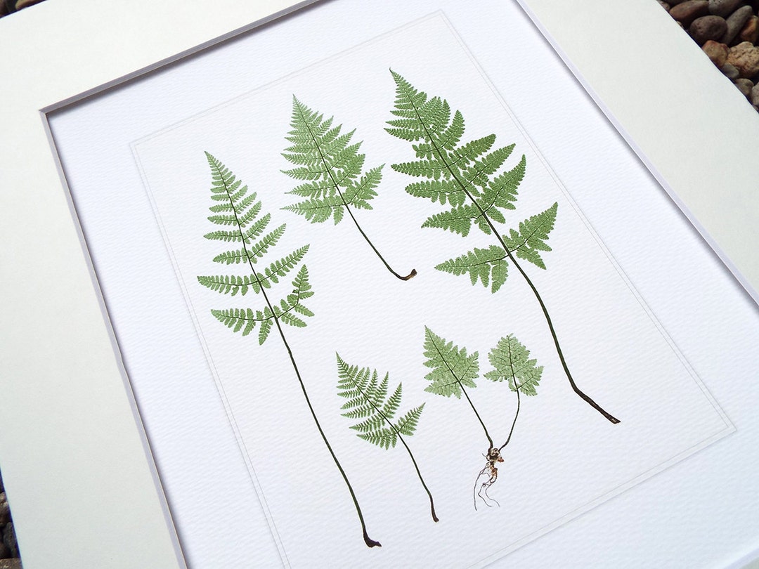 Botanical Fern Print 12 on Watercolor Archival Paper - Etsy