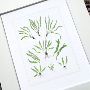 Botanical Fern Print 1 on Watercolor Archival Paper - Etsy