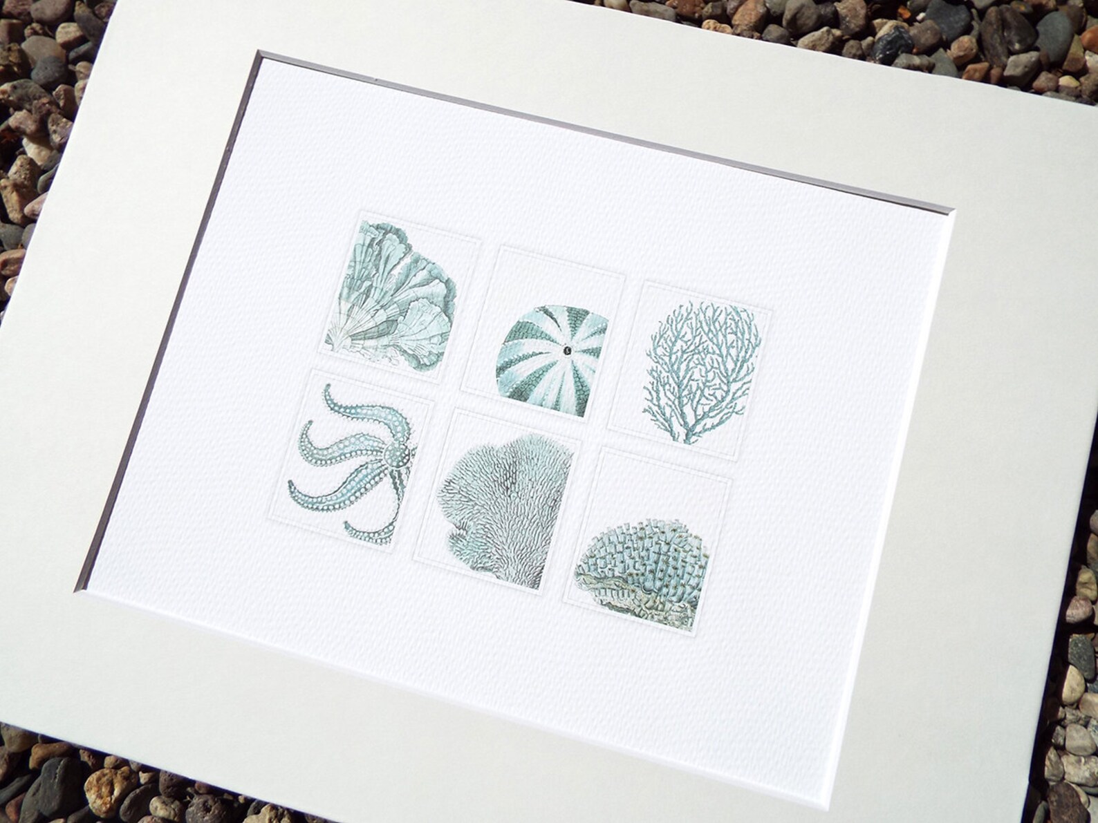 Pale Blue Sea Life Collection of Coral Shell & Starfish Fine - Etsy