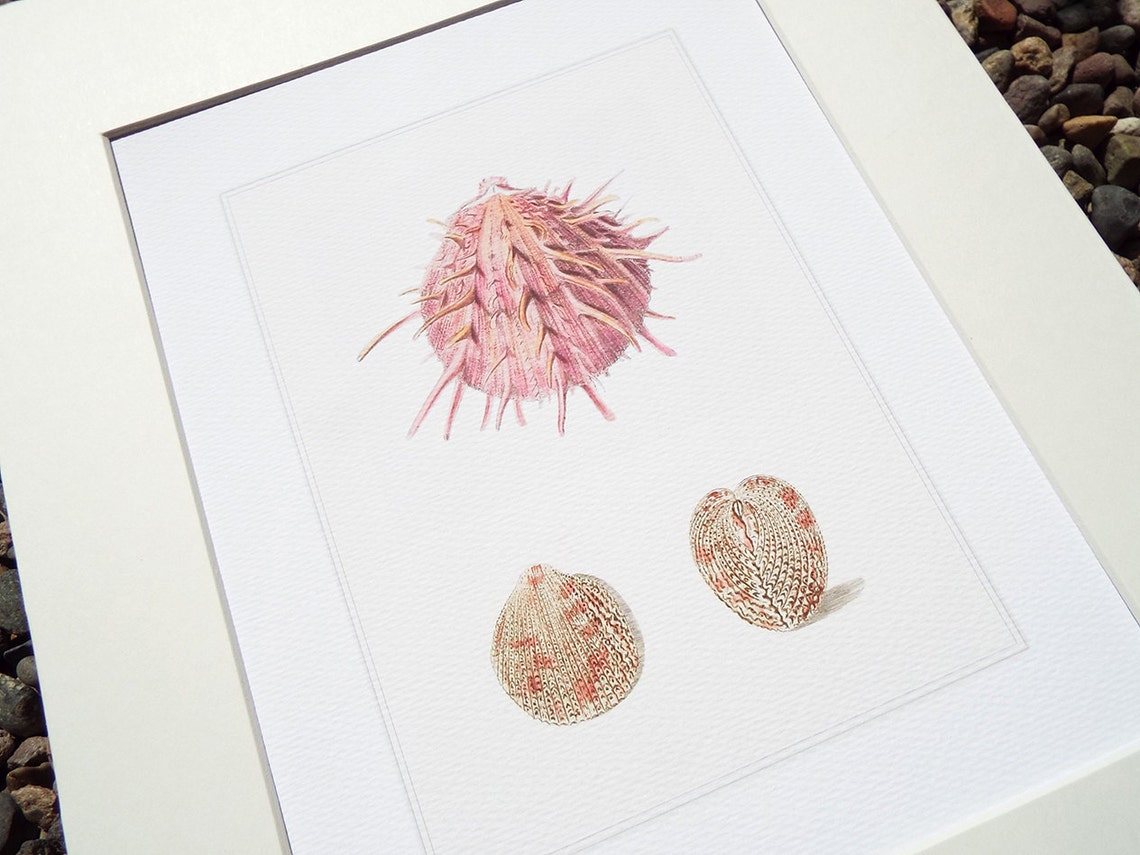 Dusty Pink Spike Clam Sea Shell Study 12 Archival Print on - Etsy