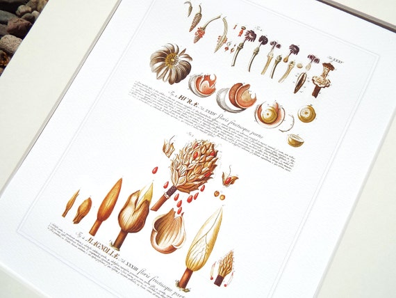Magnolia Flower Seed Chart Botanical Illustration Archival | Etsy