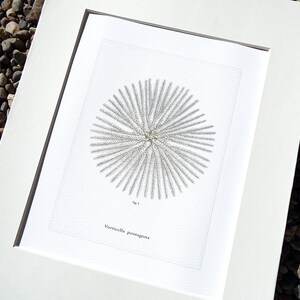 Neutral Sea Coral Print 3 Naturalist Collection on Watercolor Paper - Etsy