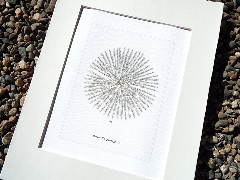 Neutral Sea Coral Print 3 Naturalist Collection on Watercolor Paper - Etsy