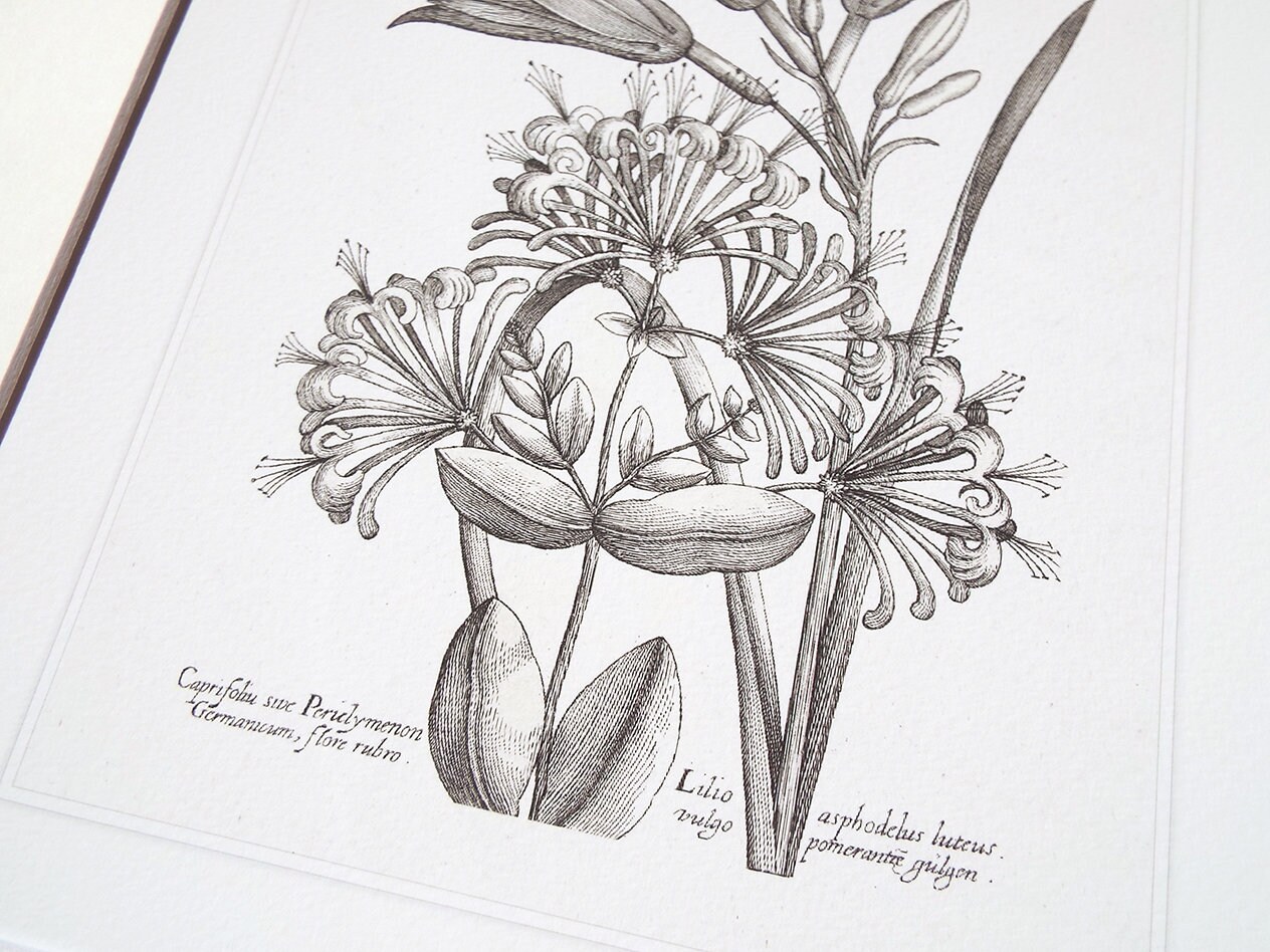 Botanical Art in Sepia 2 with Lily & Honeysuckle Archival | Etsy