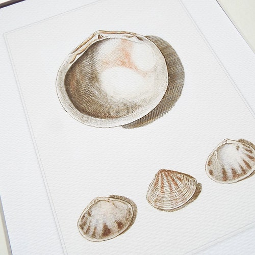 Dusty Pink Scallop Shell Study 1 Archival Print on Watercolor - Etsy