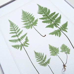 Botanical Fern Print 12 on Watercolor Archival Paper - Etsy