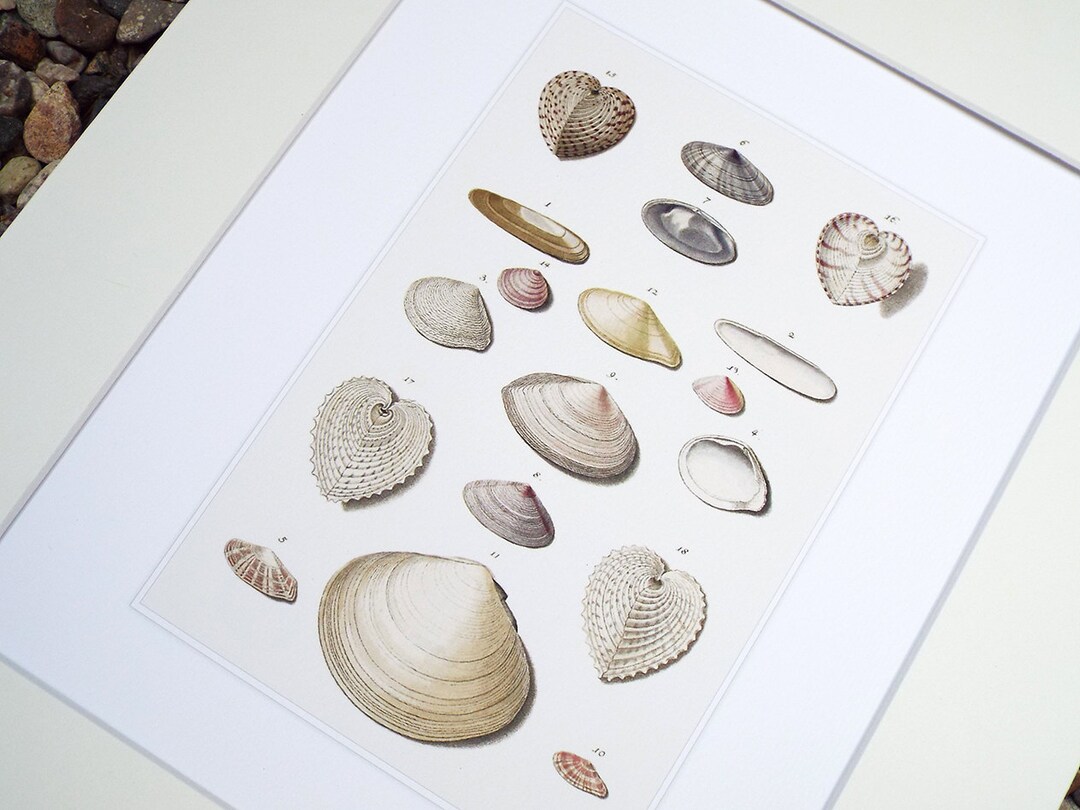 Sea Shell Collection Print: Pale Pink Naturalist Study, Watercolor ...