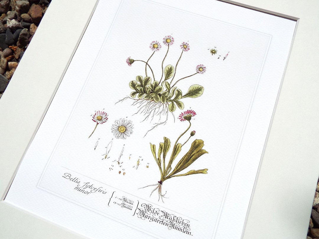 Daisy Herb Botanical Illustration Archival Print on Watercolor Paper - Etsy