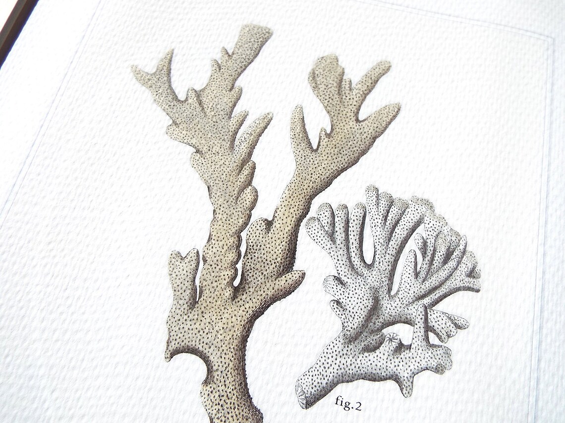 Neutral Sea Coral Print 10 Naturalist Collection on Watercolor Paper - Etsy
