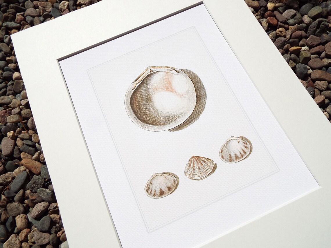 Dusty Pink & White Sea Shell Study 5 Archival Print on - Etsy