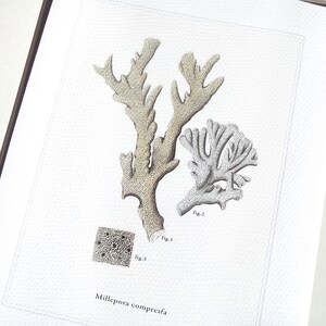 Neutral Sea Coral Print 10 Naturalist Collection on Watercolor Paper - Etsy