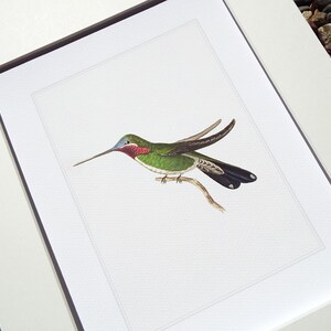 Hummingbird 5 in Emerald Green, Fuchsia & Navy Naturalist Drawing ...