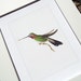Hummingbird 5 in Emerald Green, Fuchsia & Navy Naturalist Drawing ...
