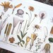 Botanical Educational Chart of Dandelion and Chamomile Archival Print ...