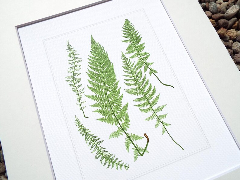 Set of 12 Fern Botanical Prints in Spring Greens Archival Print on ...