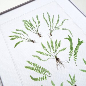 Botanical Fern Print 1 on Watercolor Archival Paper - Etsy