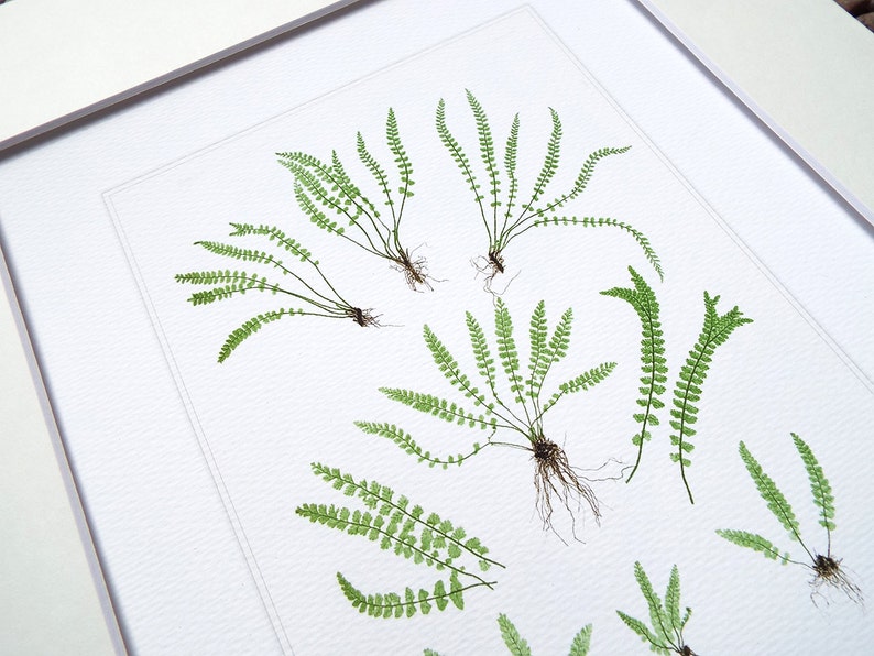Botanical Fern Print 1 on Watercolor Archival Paper - Etsy