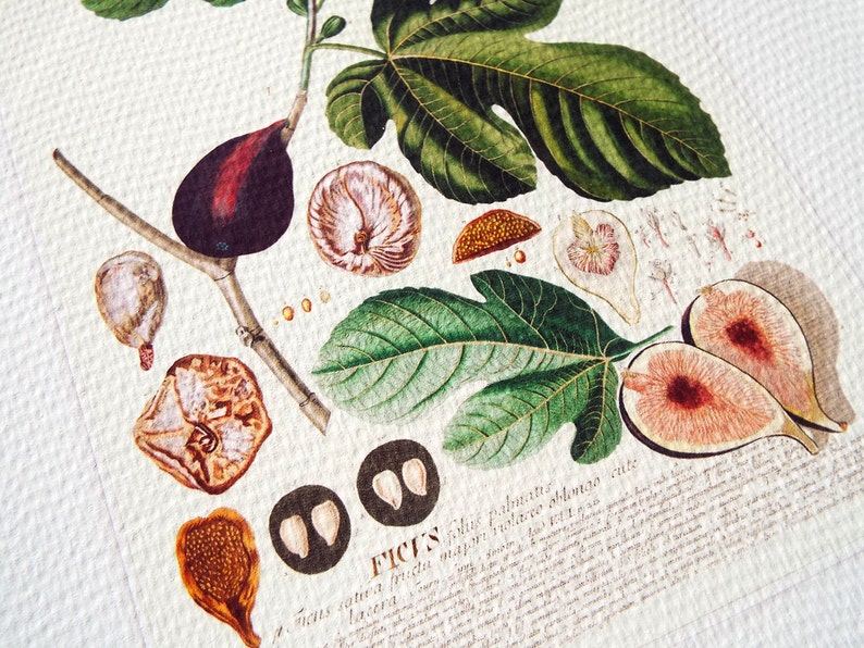Fig Fruit Botanical Naturalist Collection Archival Print on Watercolor ...