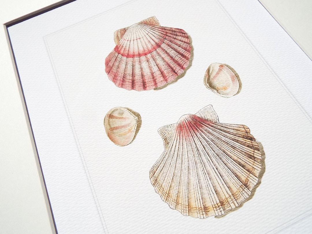Dusty Pink Scallop Shell Study 1 Archival Print on Watercolor Paper - Etsy