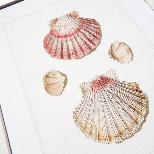 Scallop Shell Print - Etsy