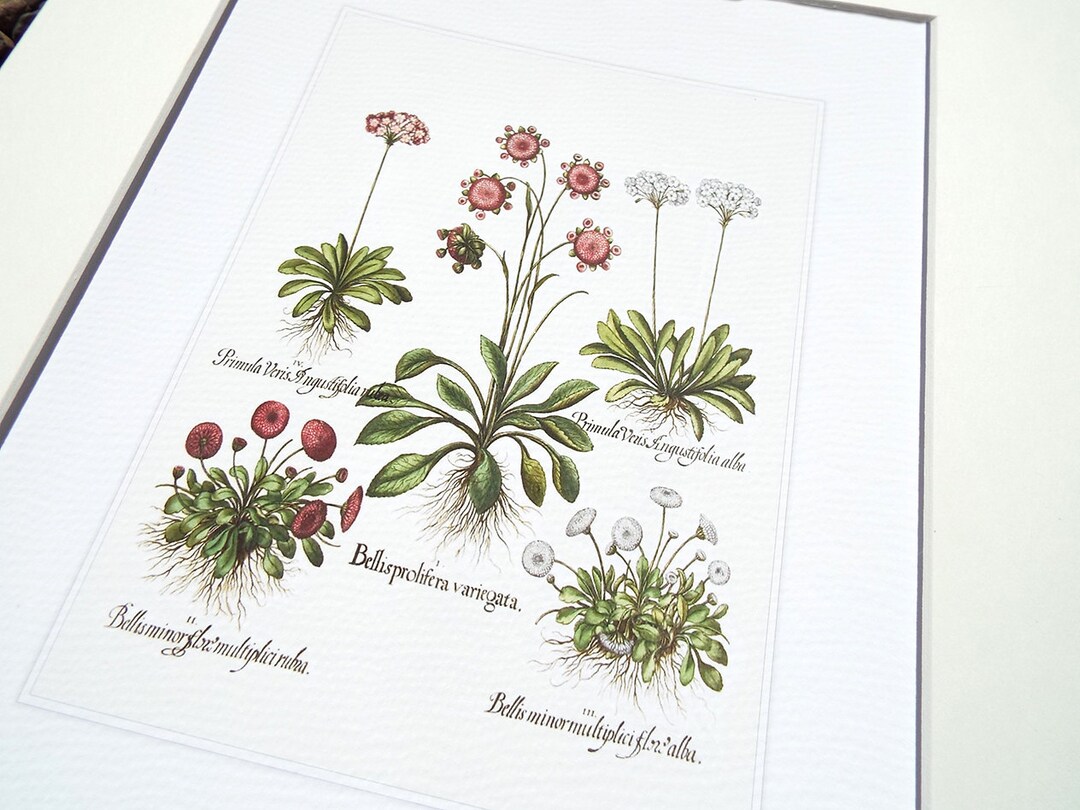 Antique Botanical English Daisy and Primrose Study 4 in Pinks, Corals ...